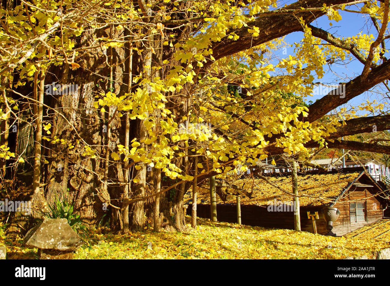 Shimojo Big Ginkgo Tree Stock Photo - Alamy