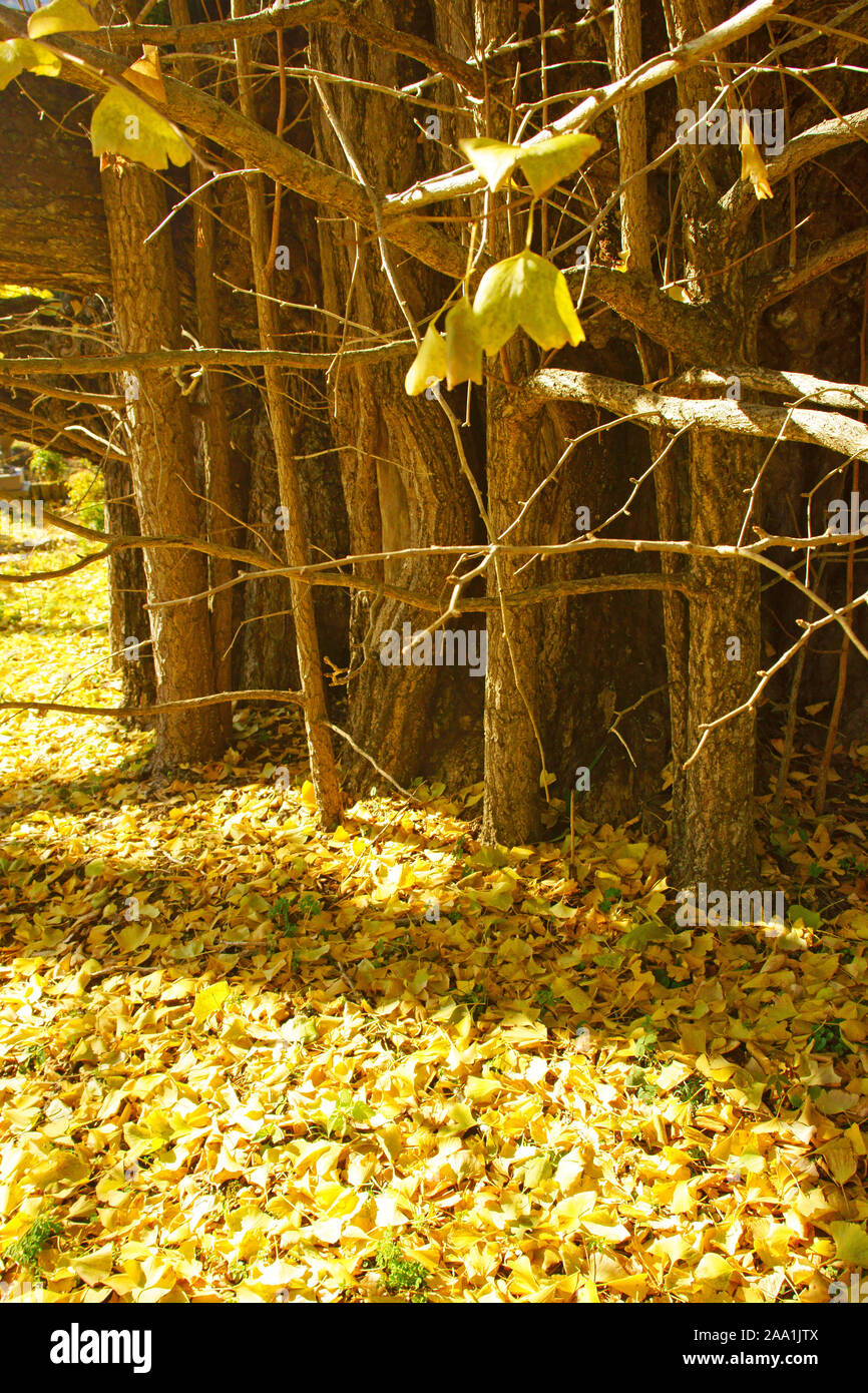 Shimojo Big Ginkgo Tree Stock Photo - Alamy