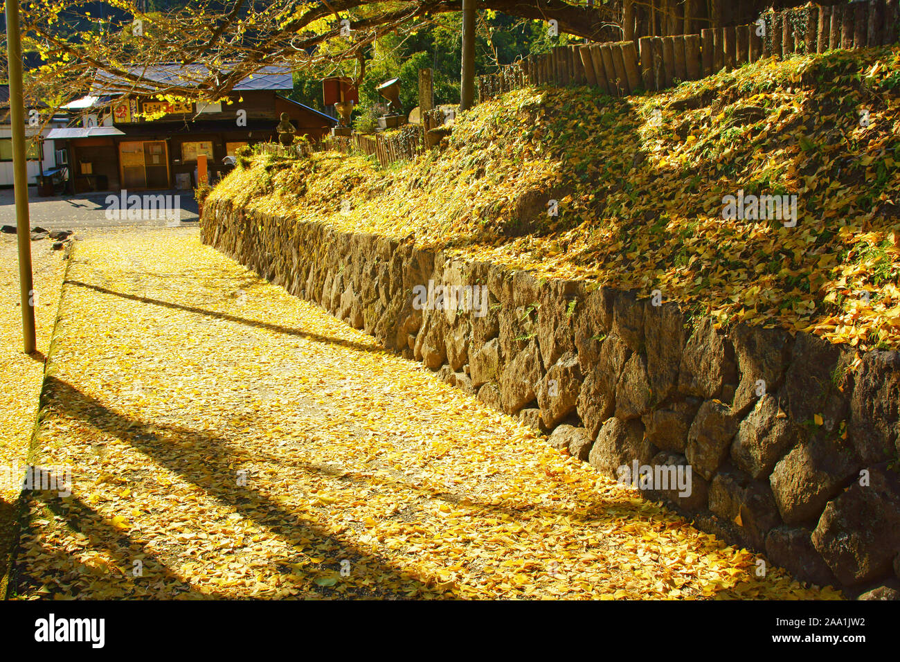 Shimojo Big Ginkgo Tree Stock Photo - Alamy