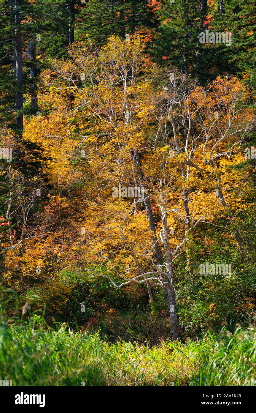 Japanese Fall Foliage Stock Photo - Alamy