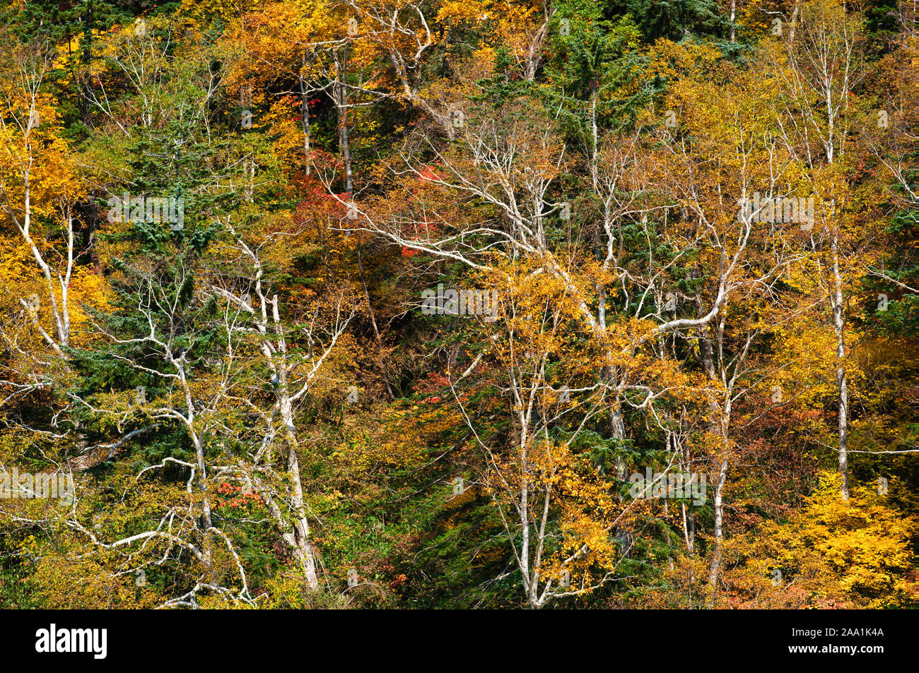 Japanese Fall Foliage Stock Photo - Alamy