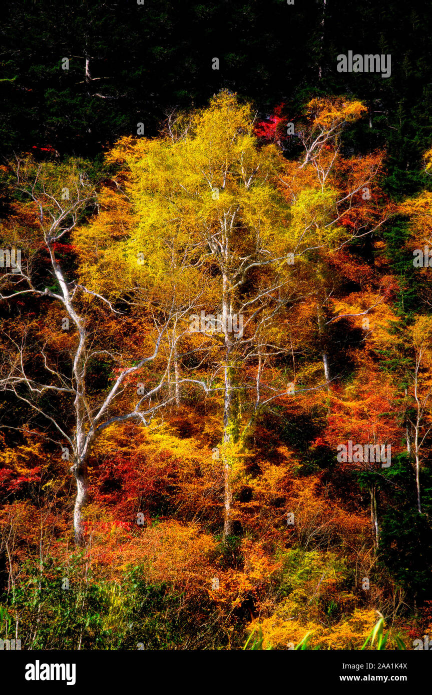 Japanese Fall Foliage Stock Photo - Alamy