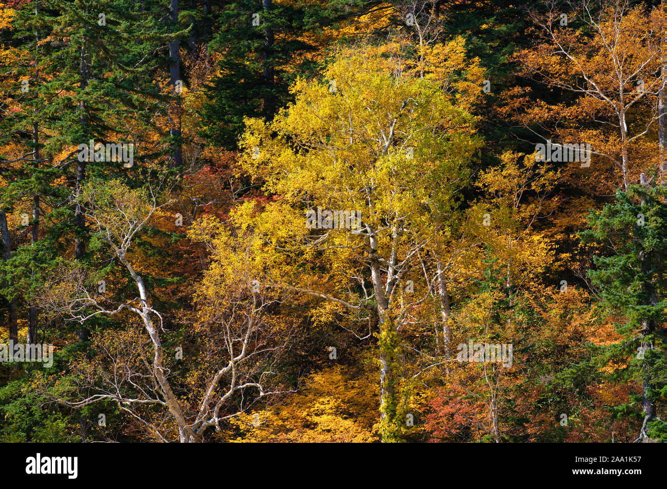 Japanese Fall Foliage Stock Photo - Alamy