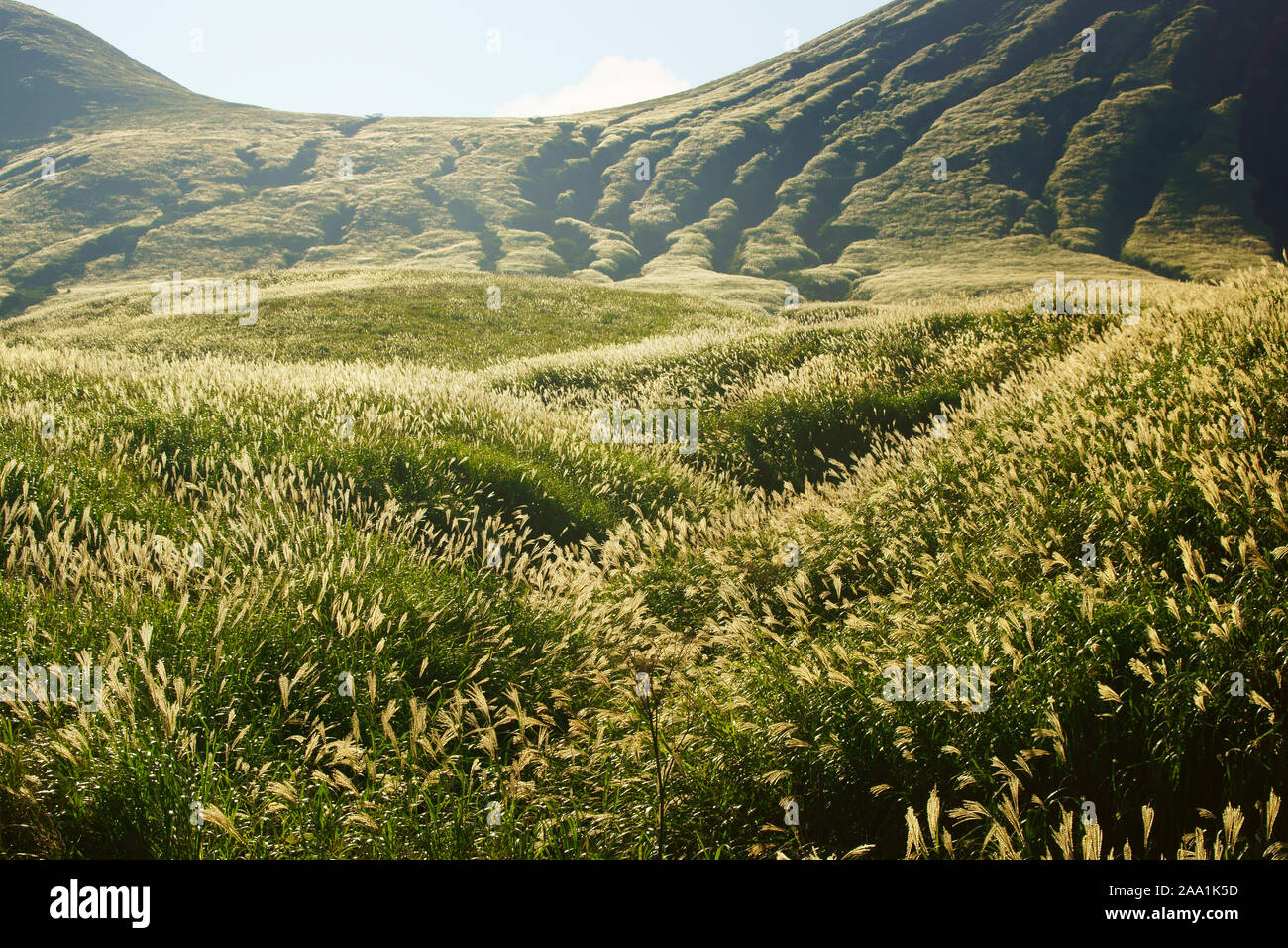 Japanese silver grass field hi-res stock photography and images - Alamy