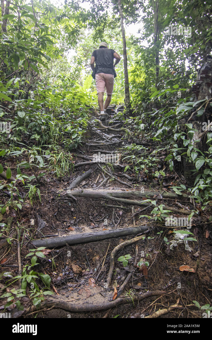 Guama tree hi-res stock photography and images - Alamy