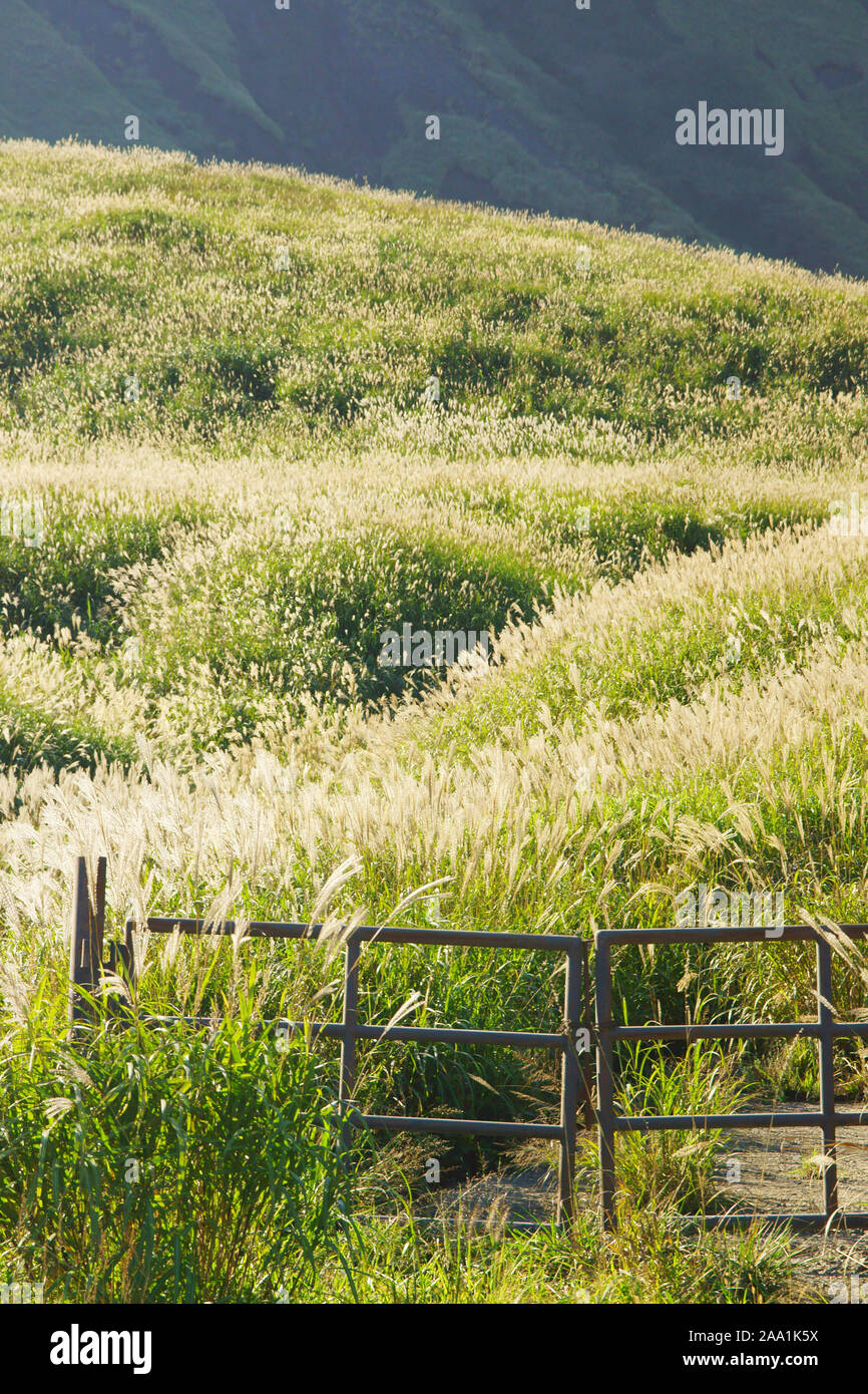 Japanese silver grass field hi-res stock photography and images - Alamy