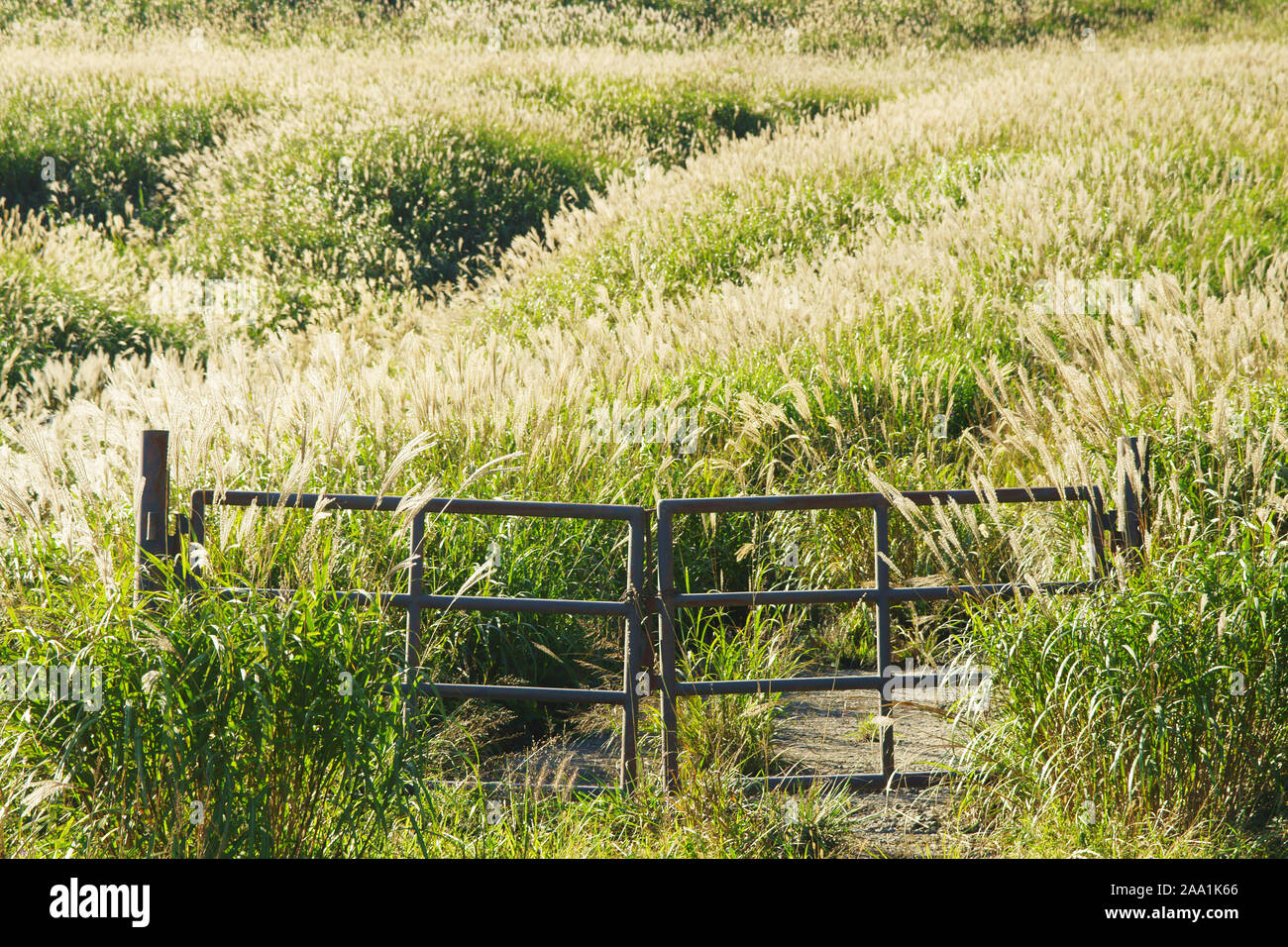 Japanese silver grass field, Aso, Kumamoto Prefecture, Japan Stock ...