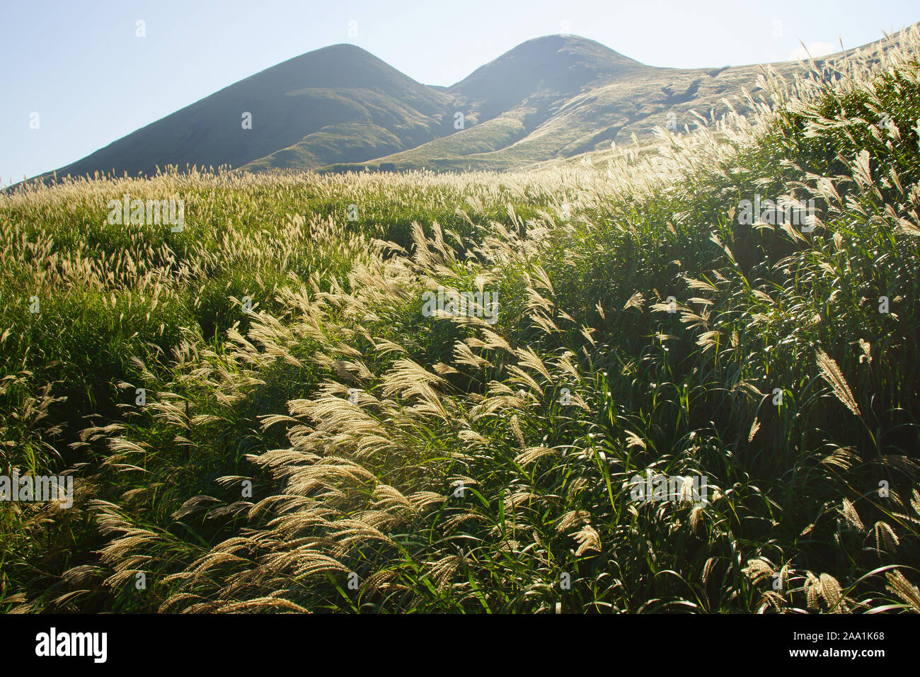 Japanese silver grass field, Aso, Kumamoto Prefecture, Japan Stock ...