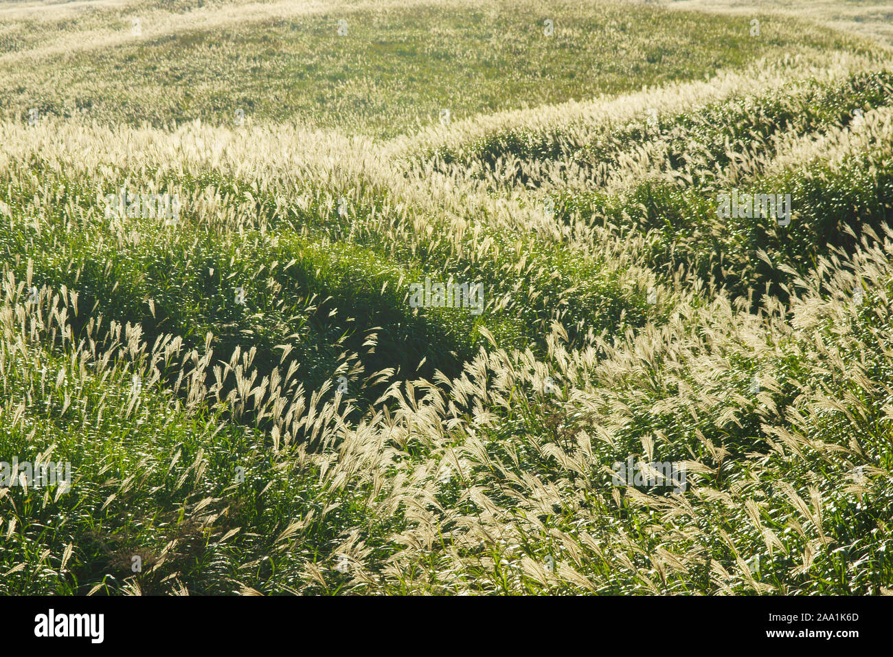 Japanese silver grass field, Aso, Kumamoto Prefecture, Japan Stock ...