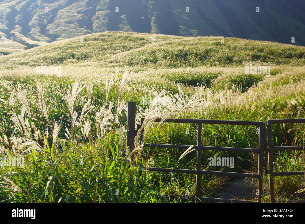 Japanese silver grass field hi-res stock photography and images - Alamy