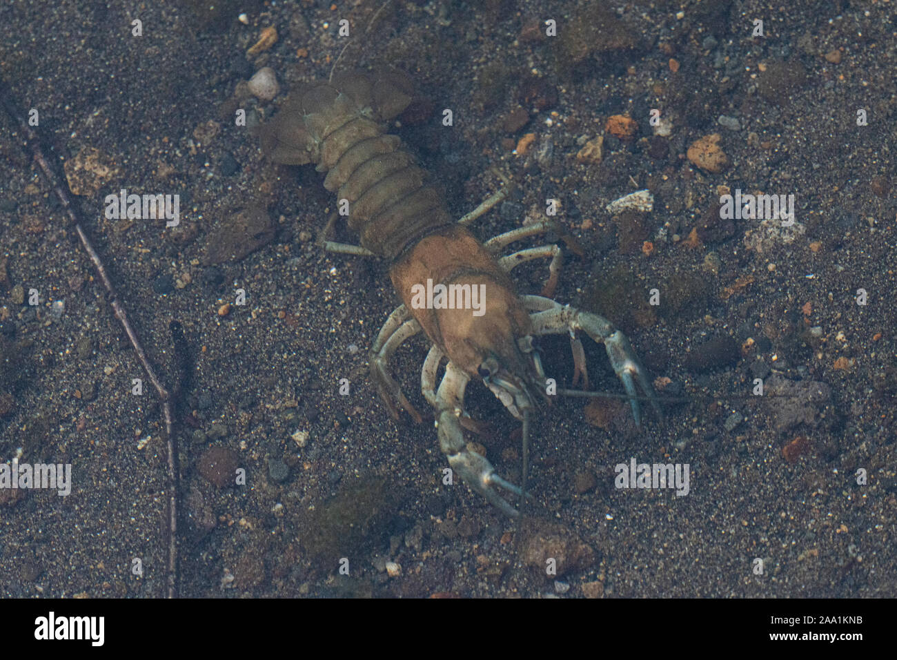 Land crayfish hi-res stock photography and images - Alamy