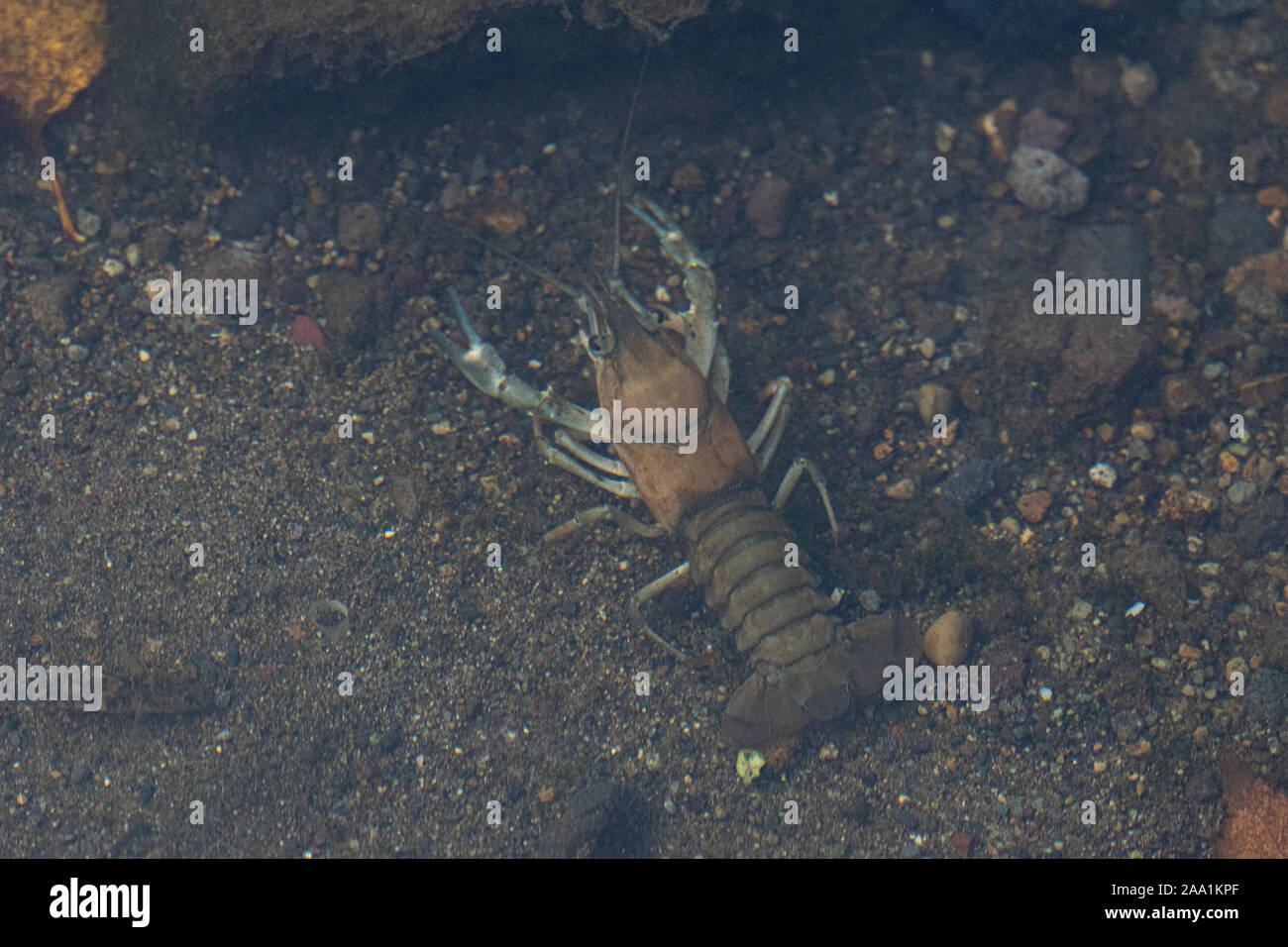 Land crayfish hi-res stock photography and images - Alamy