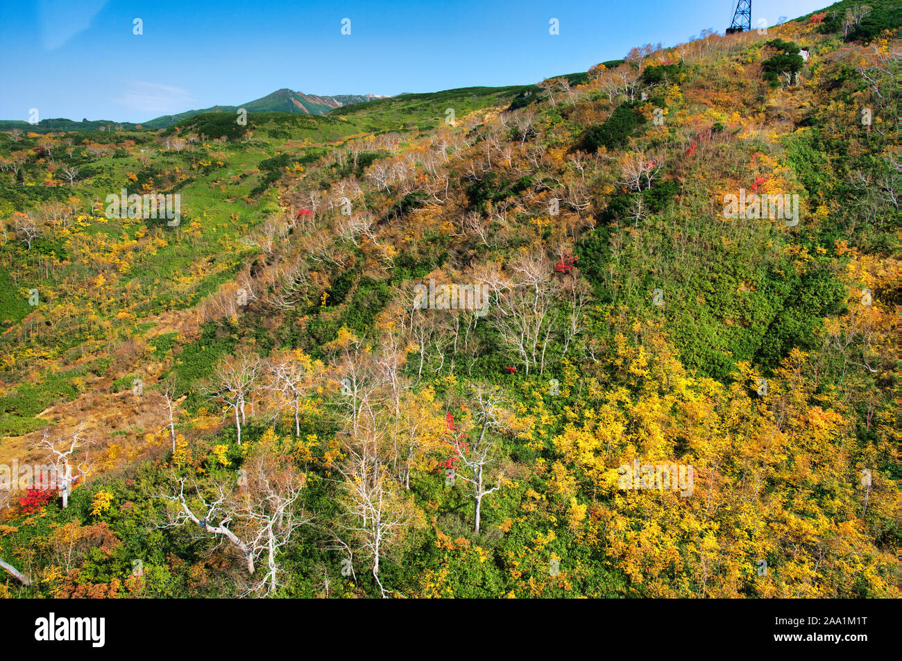 Mt. Asahi, autumn foliage Stock Photo - Alamy