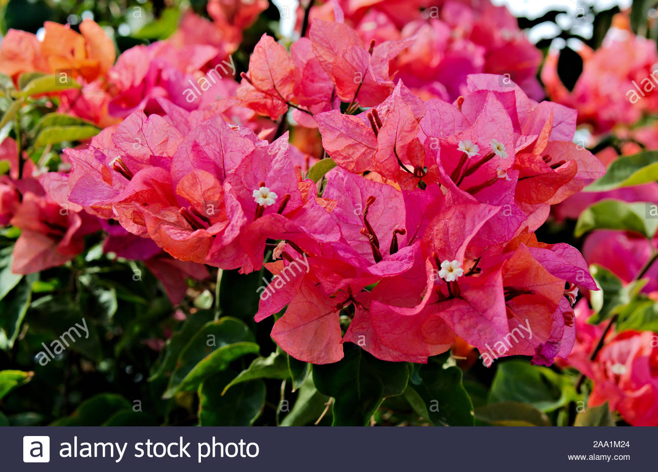 Flower Planter Stock Photos & Flower Planter Stock Images - Alamy