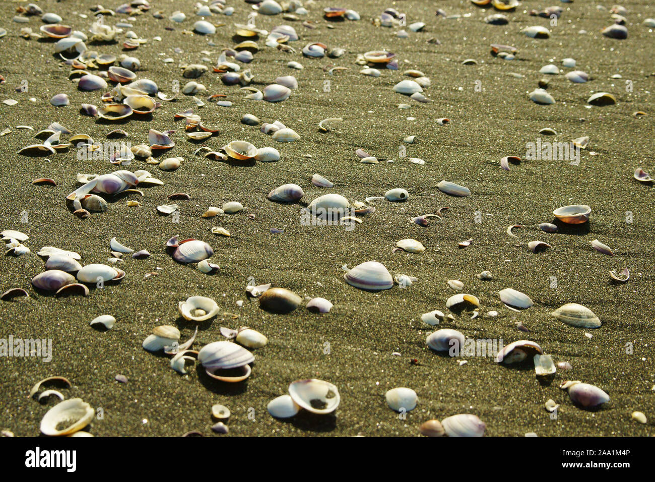 Shell fishery hi-res stock photography and images - Alamy
