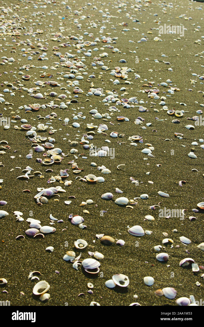 Shell fishery hi-res stock photography and images - Alamy