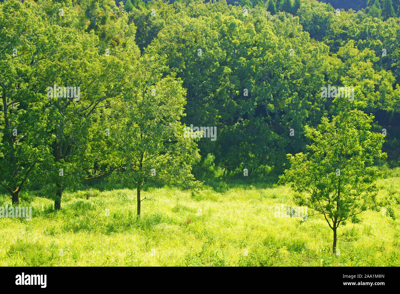 Japan land reform hi-res stock photography and images - Alamy