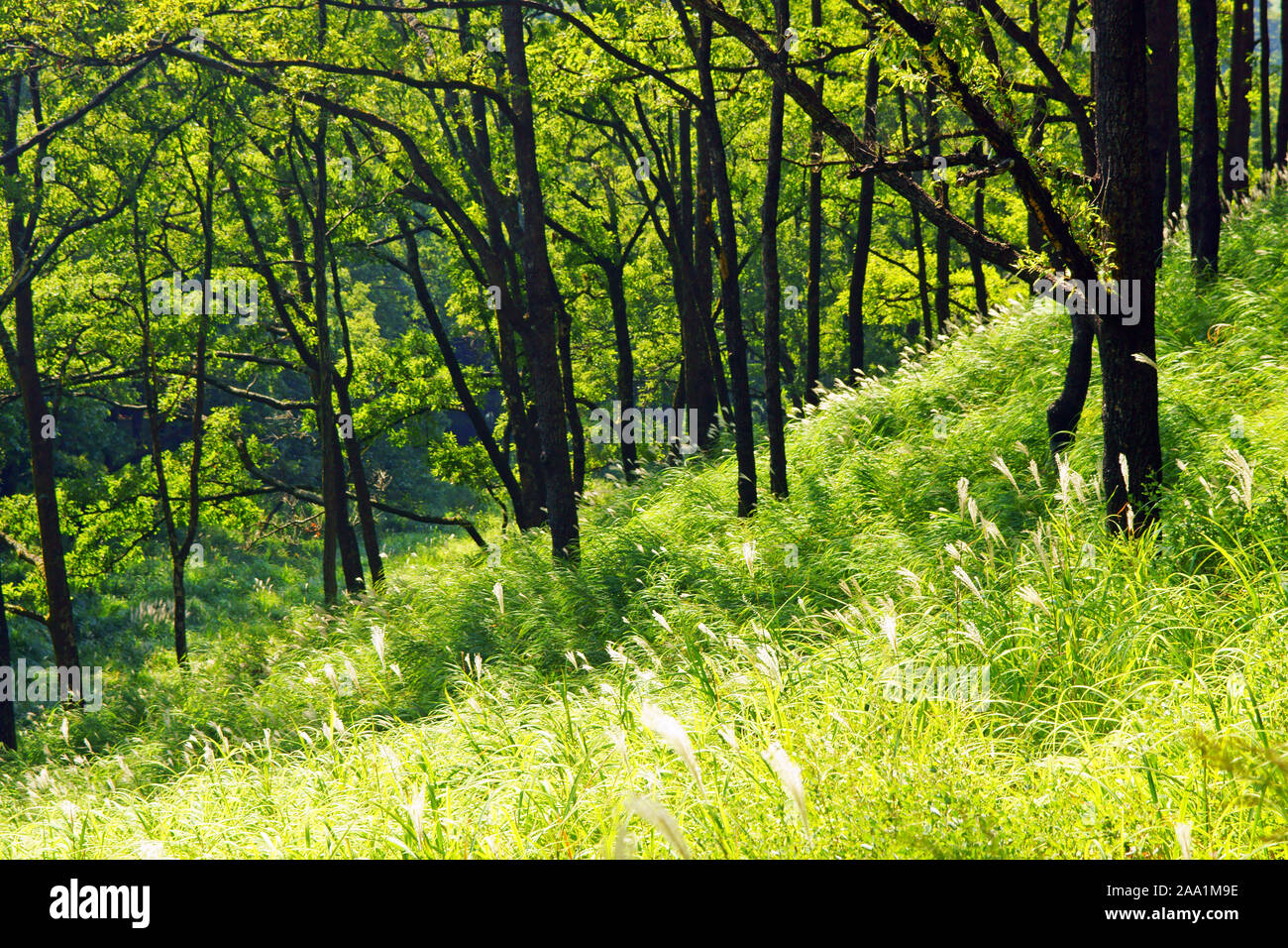 Japan land reform hi-res stock photography and images - Alamy