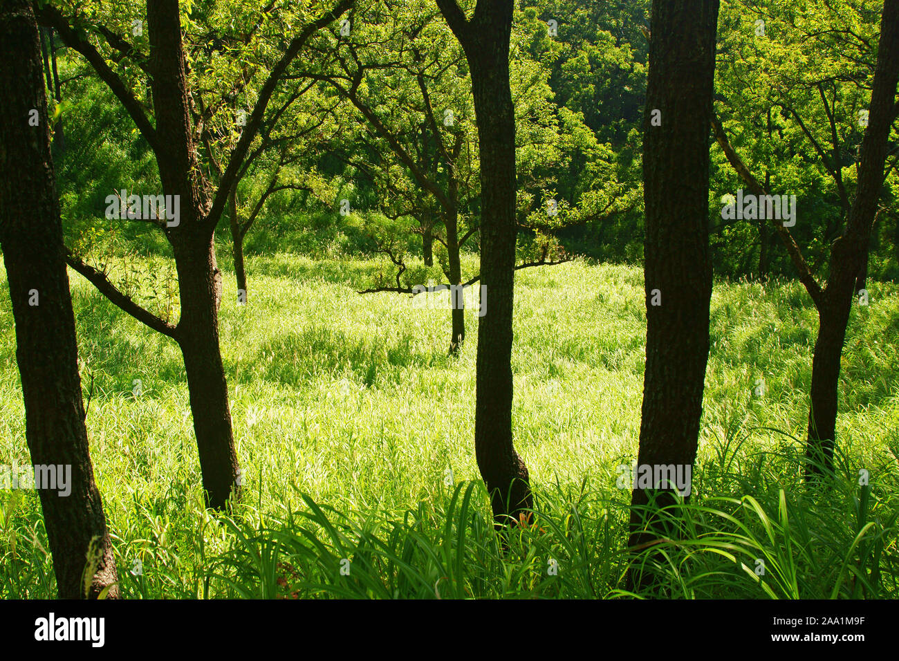Japan land reform hi-res stock photography and images - Alamy