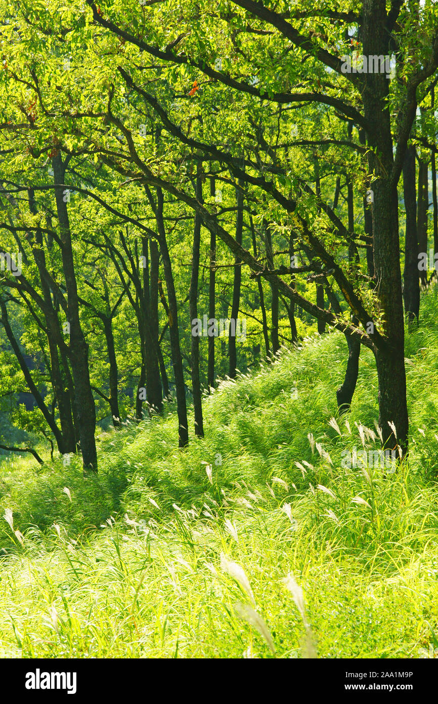 Japan land reform hi-res stock photography and images - Alamy