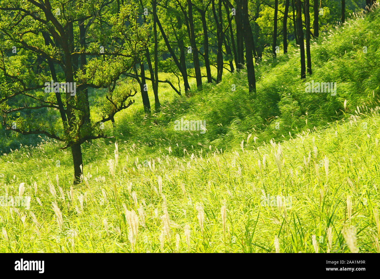 Japan land reform hi-res stock photography and images - Alamy