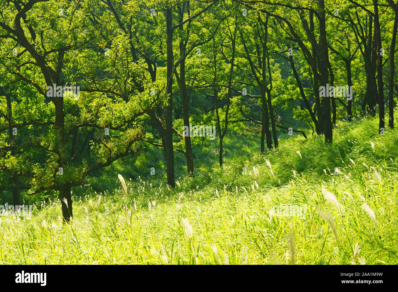 Japan land reform hi-res stock photography and images - Alamy