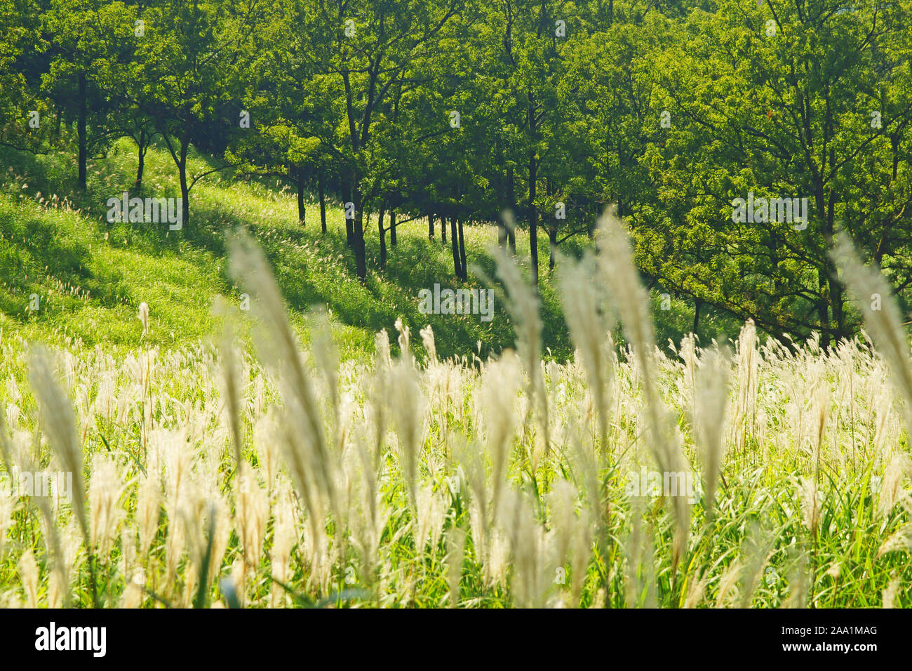 Japan land reform hi-res stock photography and images - Alamy
