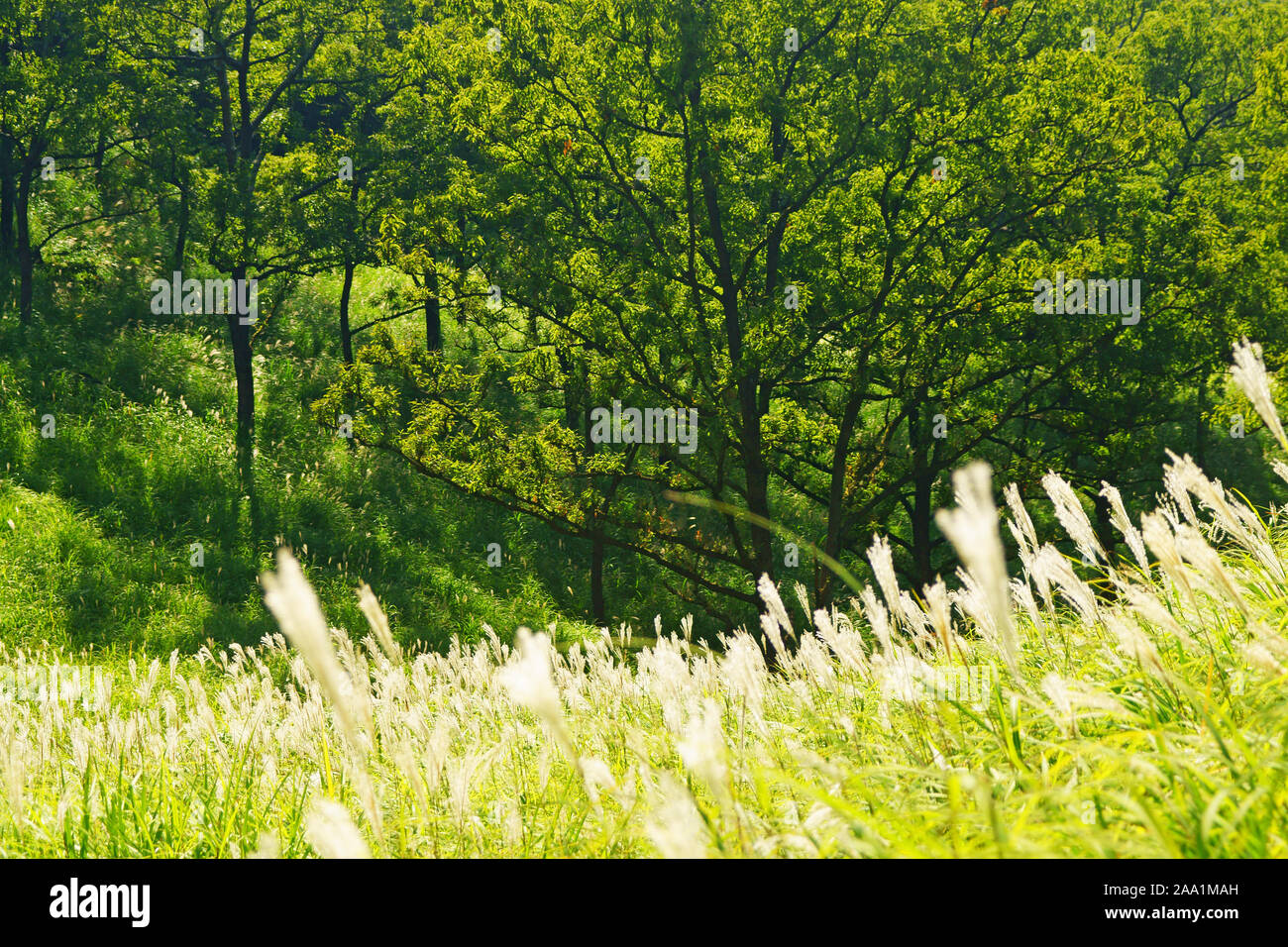 Japan land reform hi-res stock photography and images - Alamy