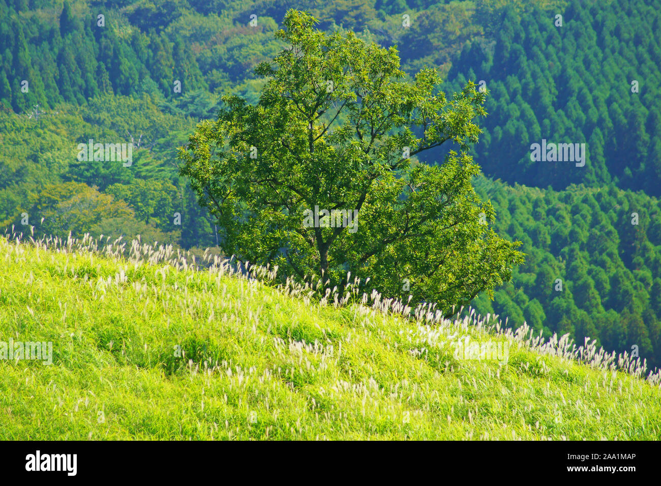 Field in Aso, Kumamoto Prefecture, Japan Stock Photo - Alamy