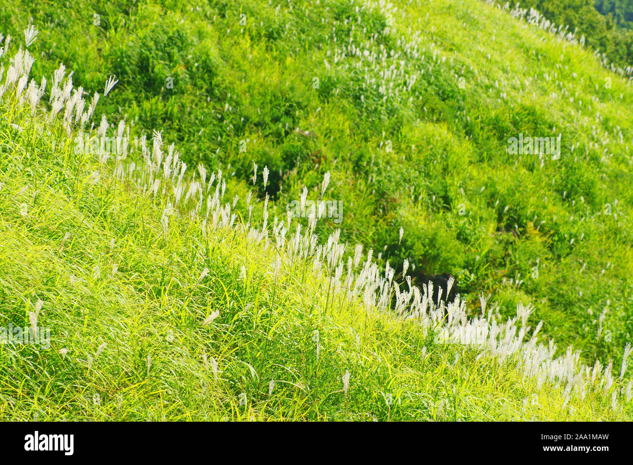 Japan land reform hi-res stock photography and images - Alamy