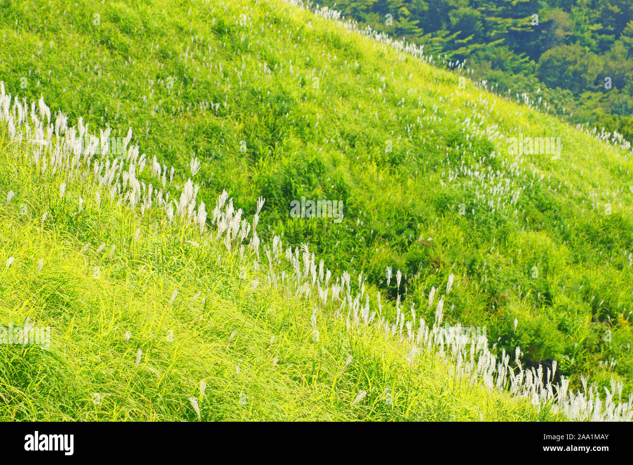 Japan land reform hi-res stock photography and images - Alamy