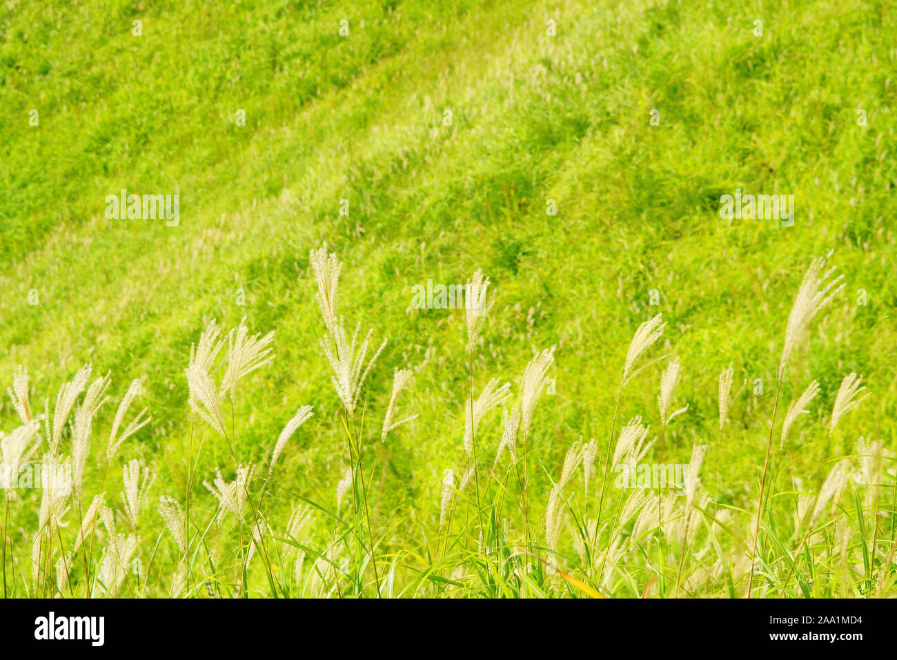 Japan land reform hi-res stock photography and images - Alamy