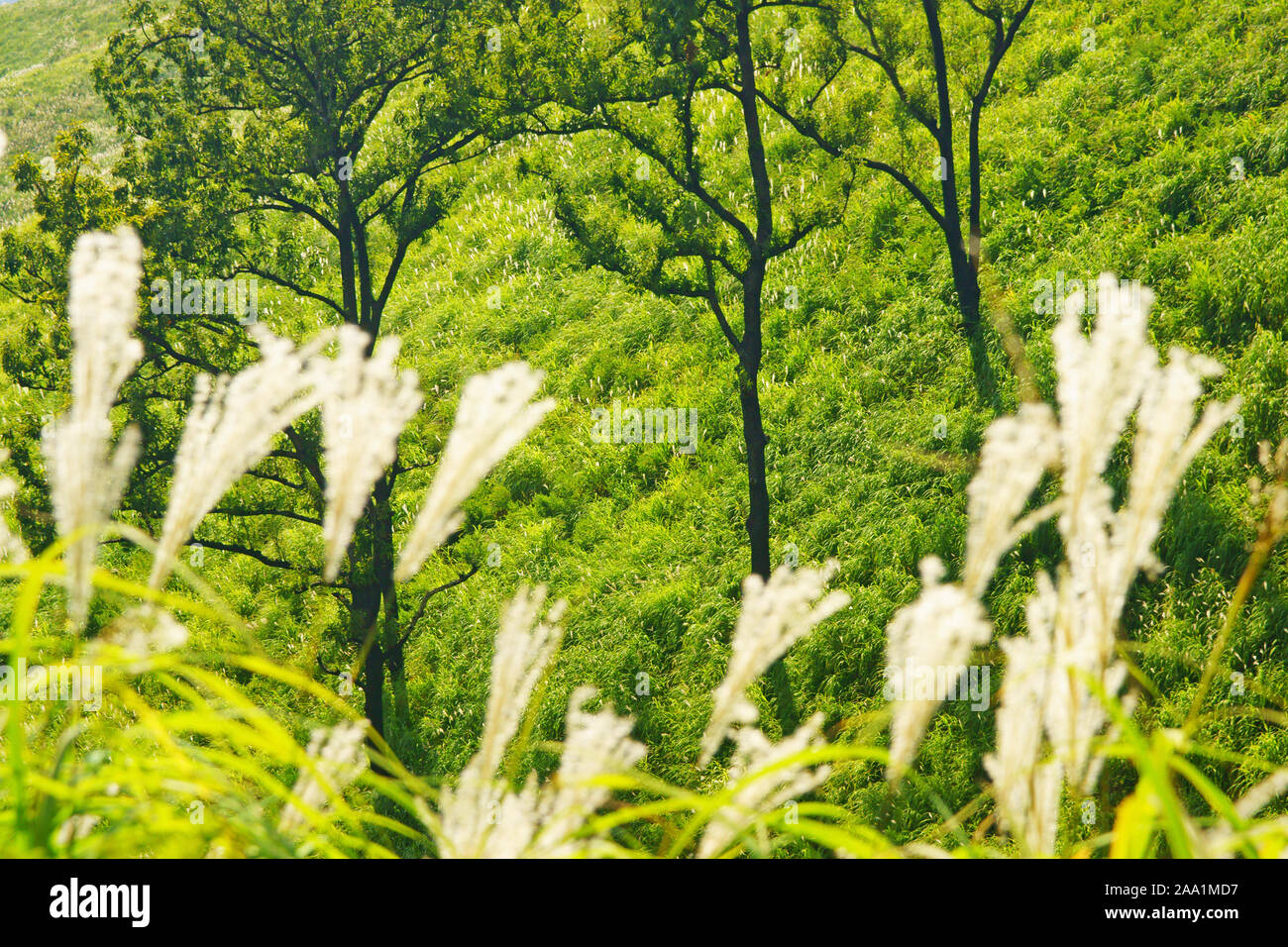 Japan land reform hi-res stock photography and images - Alamy