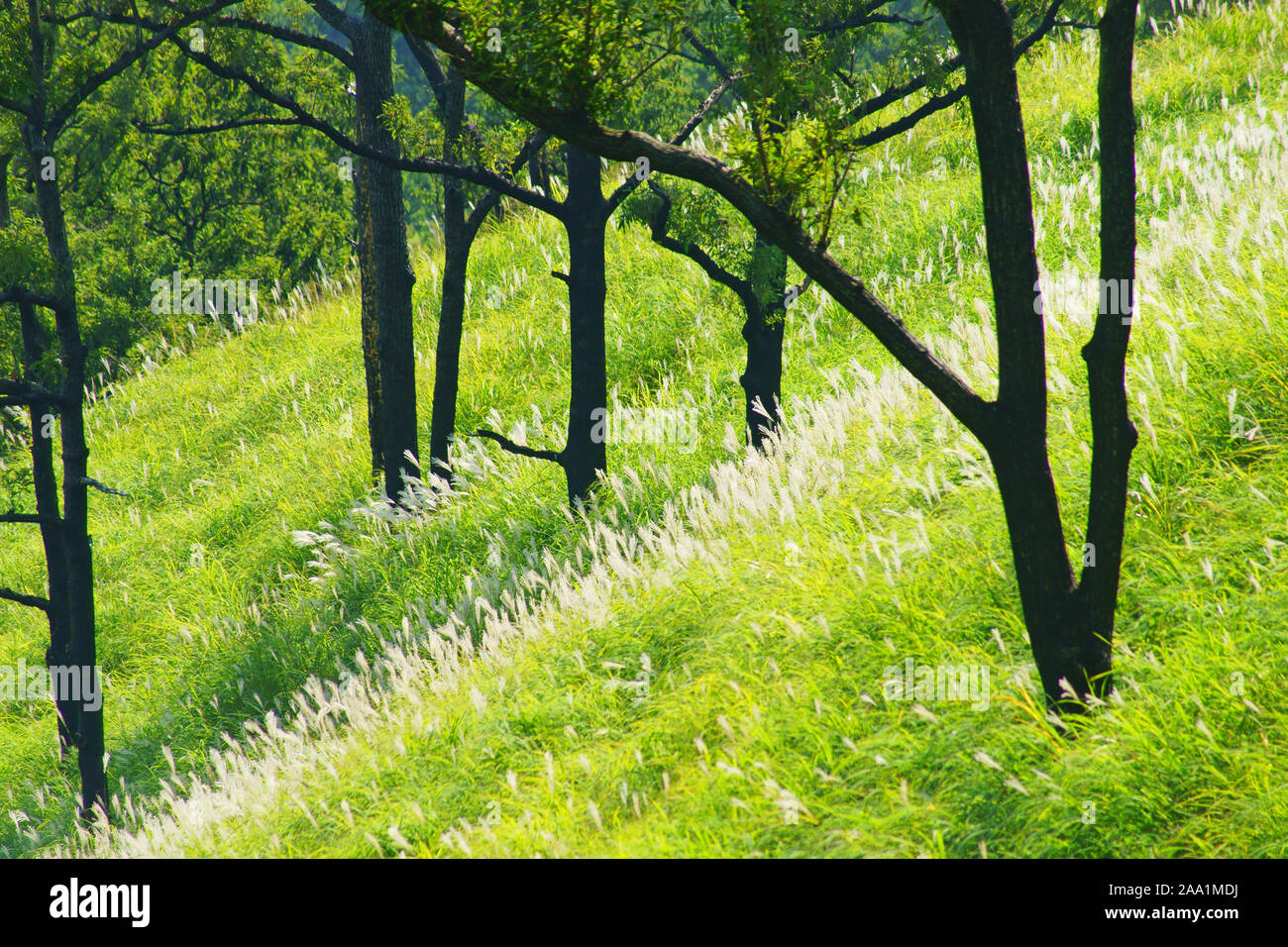 Japan land reform hi-res stock photography and images - Alamy