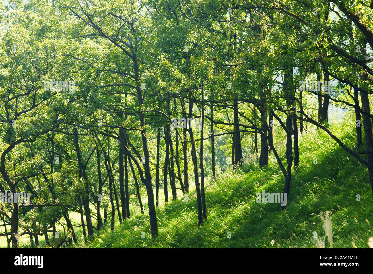 Japan land reform hi-res stock photography and images - Alamy
