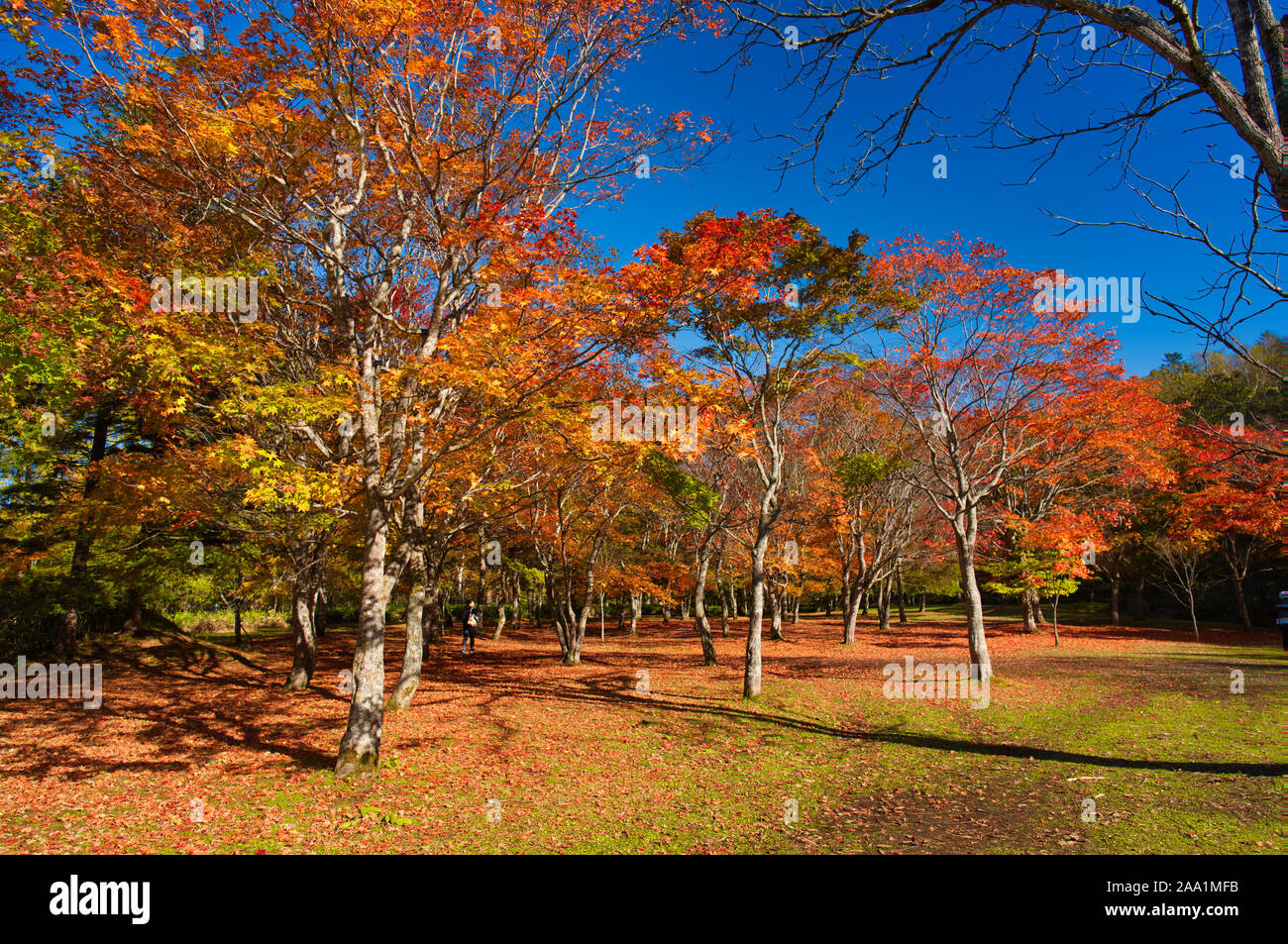 Japanese Fall Foliage Stock Photo - Alamy