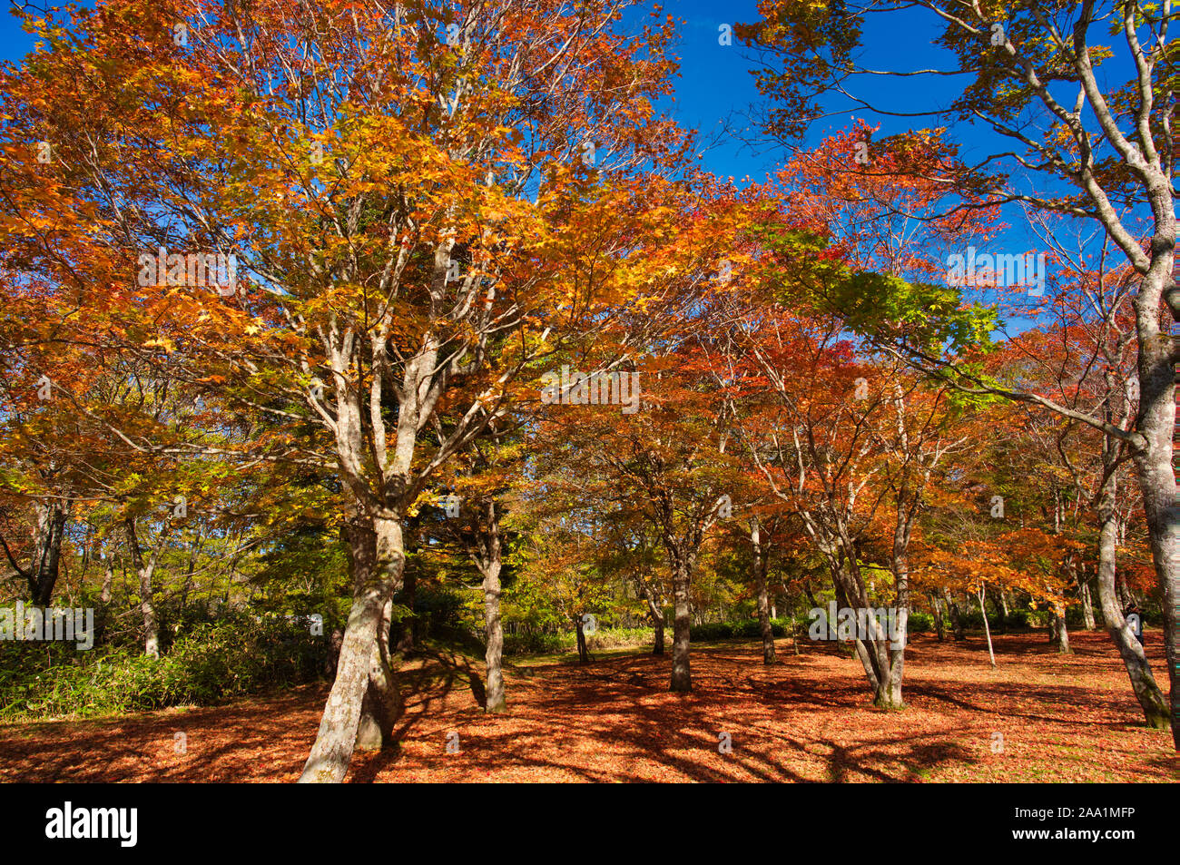 Japanese Fall Foliage Stock Photo - Alamy