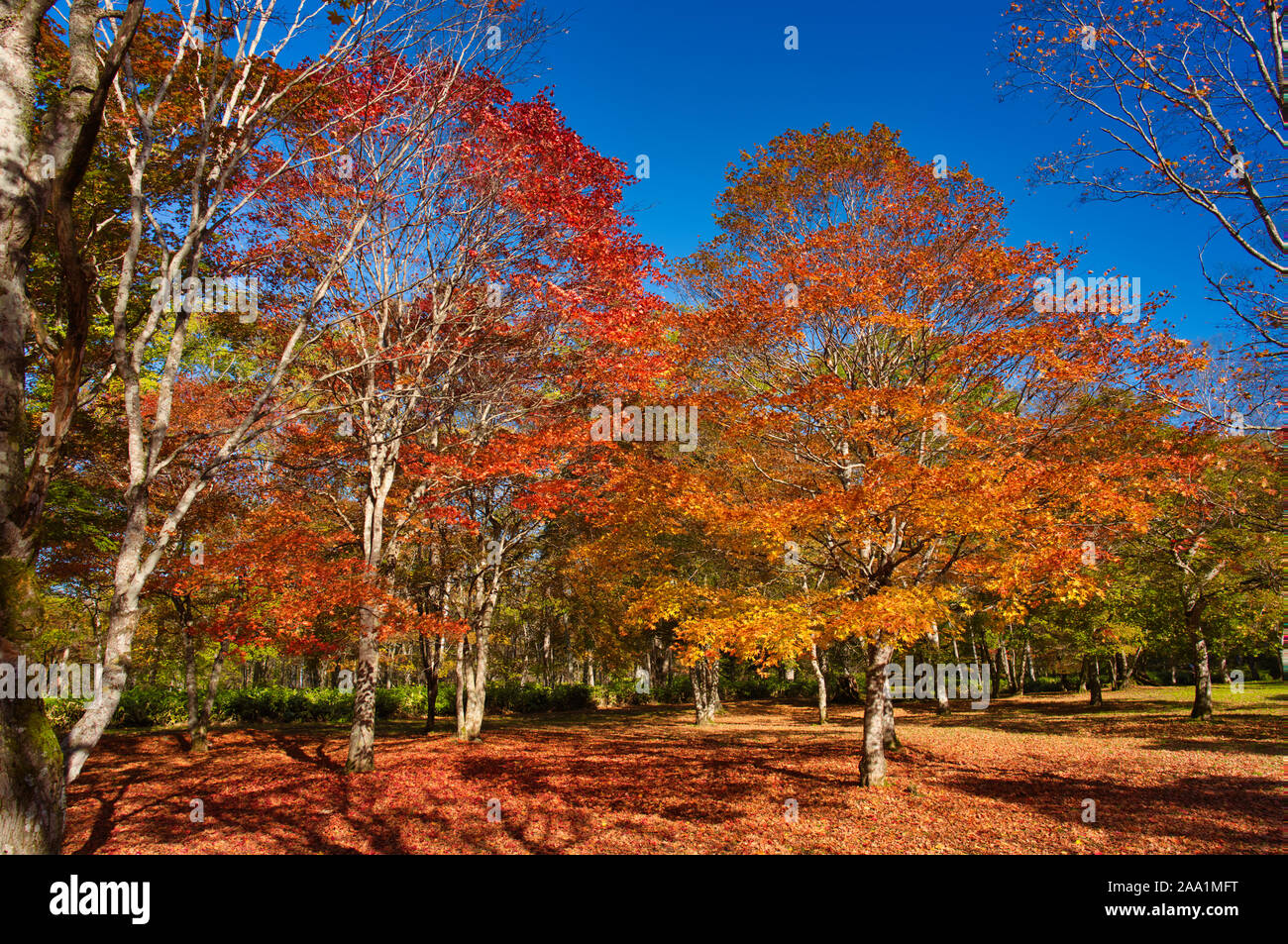 Japanese Fall Foliage Stock Photo - Alamy