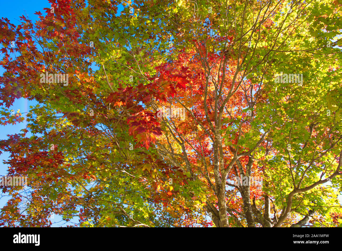 Japanese Fall Foliage Stock Photo - Alamy