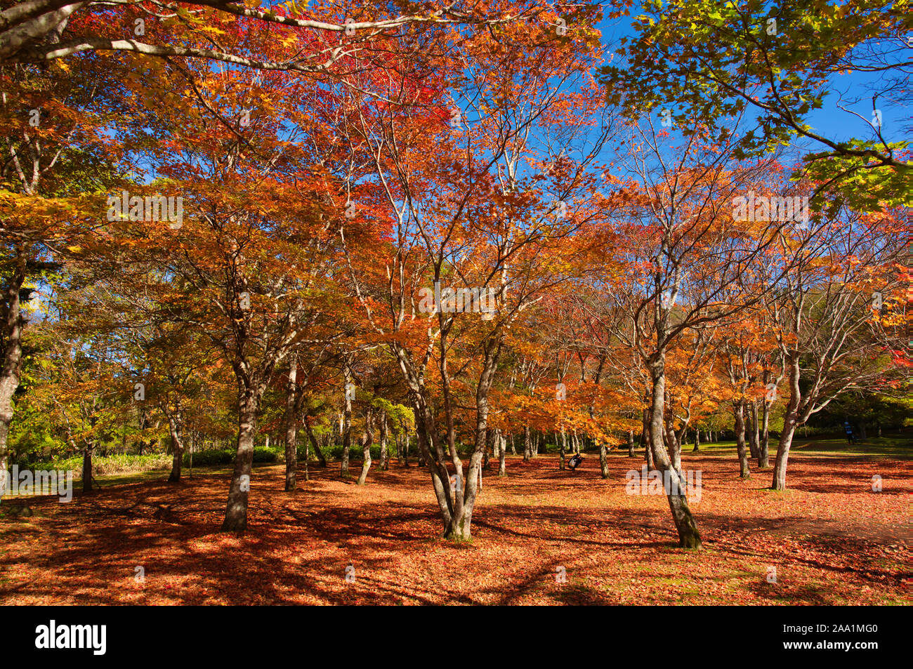 Japanese Fall Foliage Stock Photo - Alamy