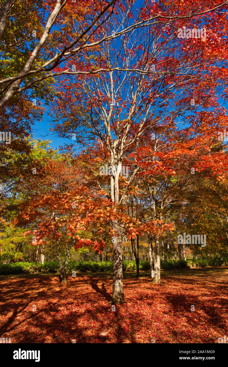 Japanese Fall Foliage Stock Photo - Alamy