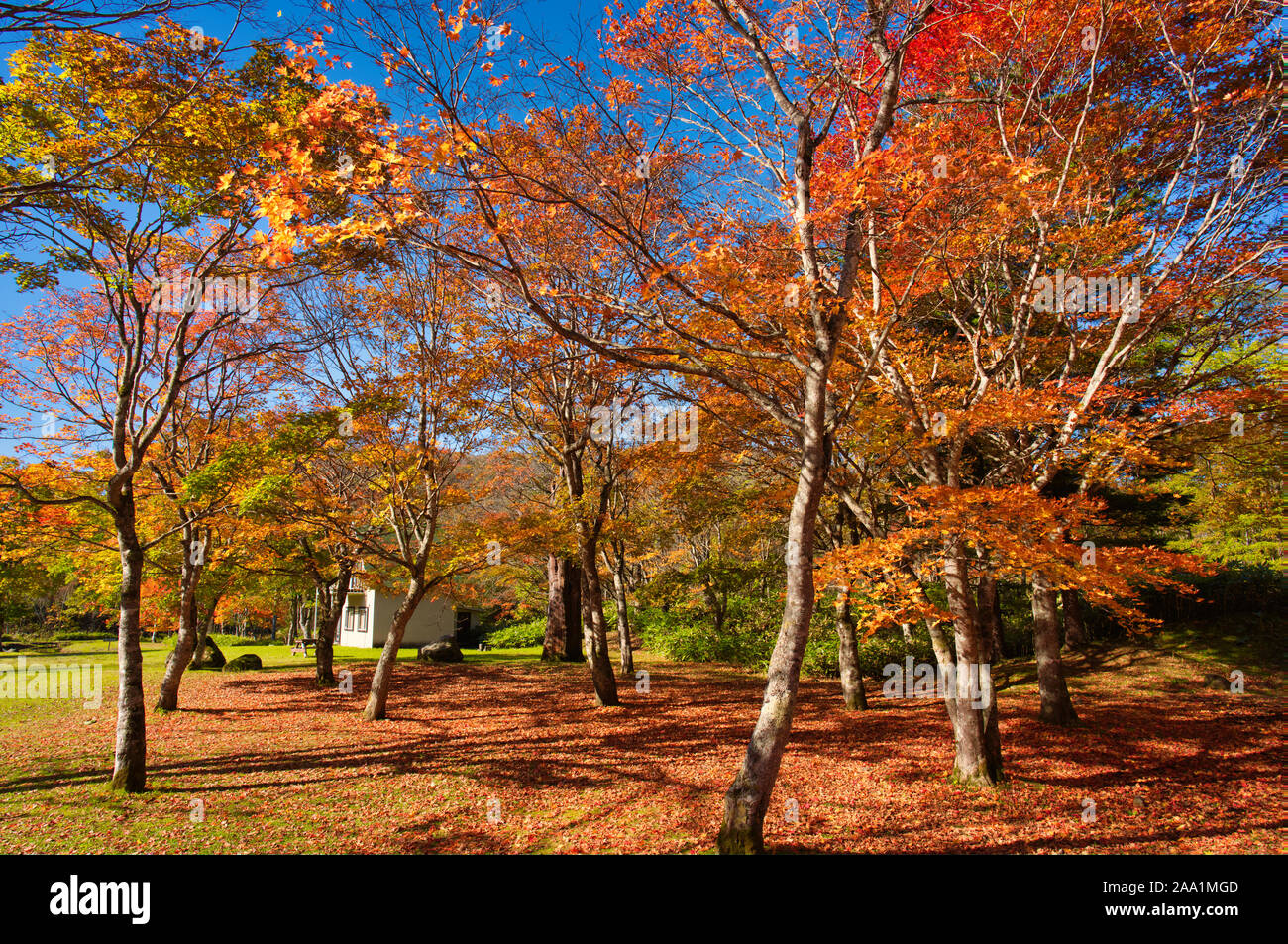 Japanese Fall Foliage Stock Photo - Alamy