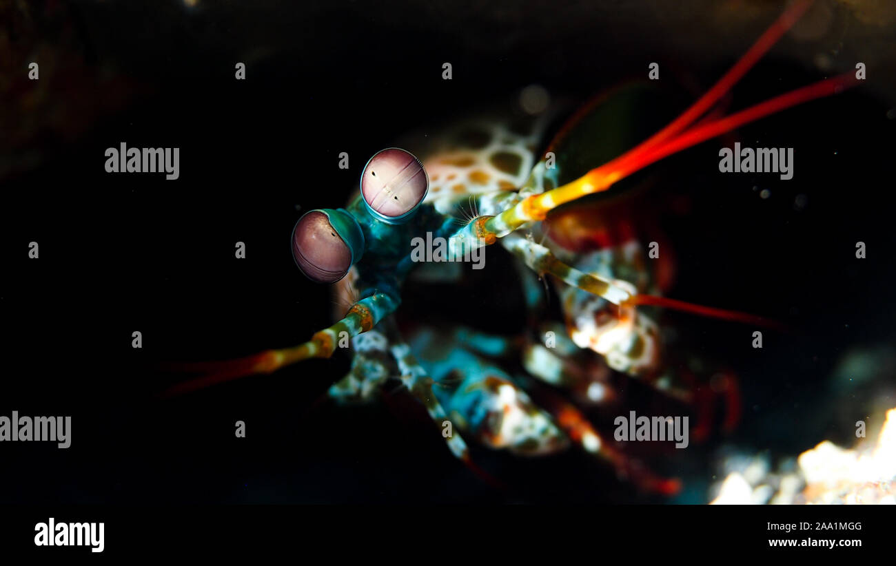 Mantis Fish High Resolution Stock Photography and Images - Alamy