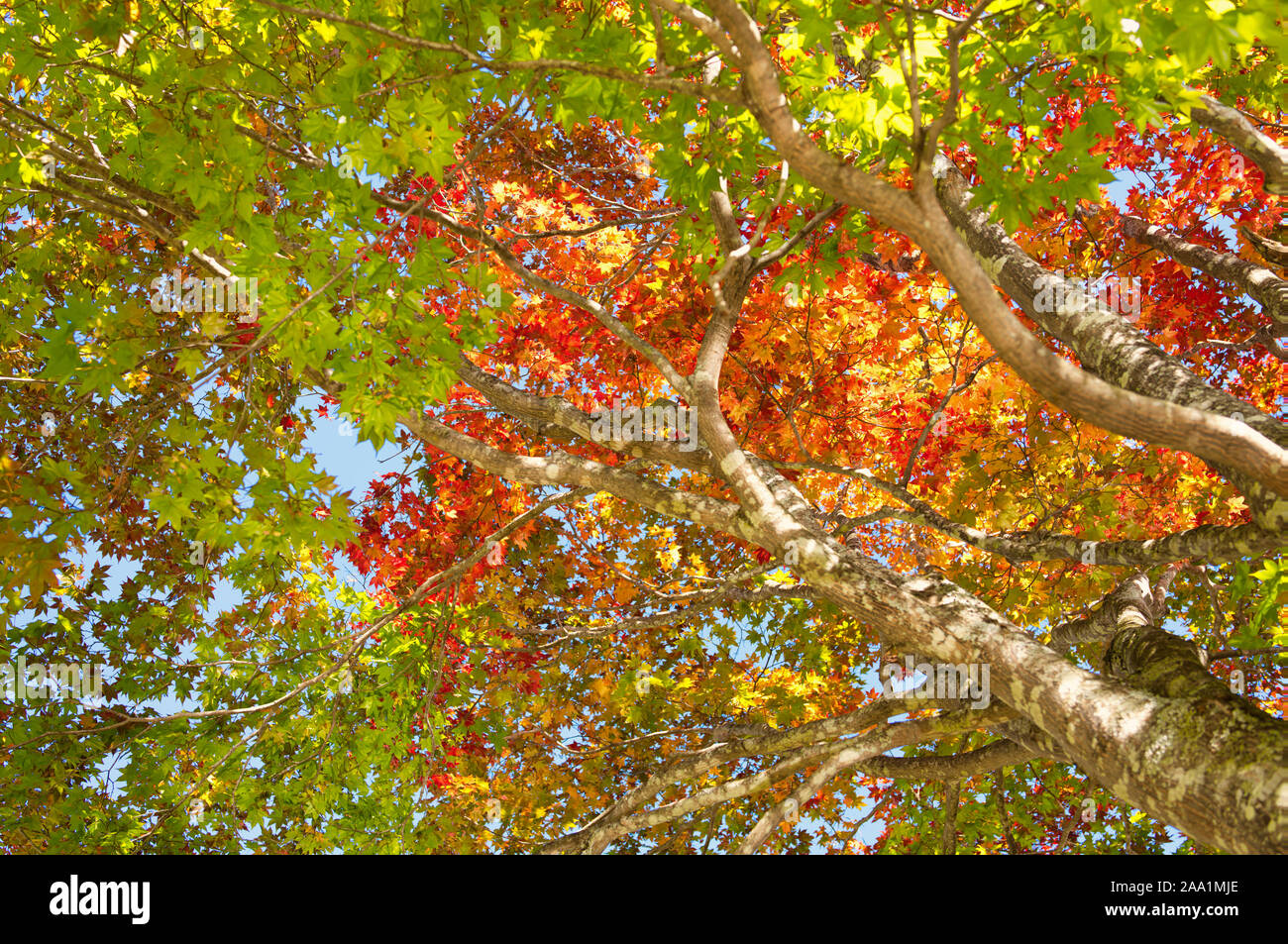 Japanese Fall Foliage Stock Photo - Alamy