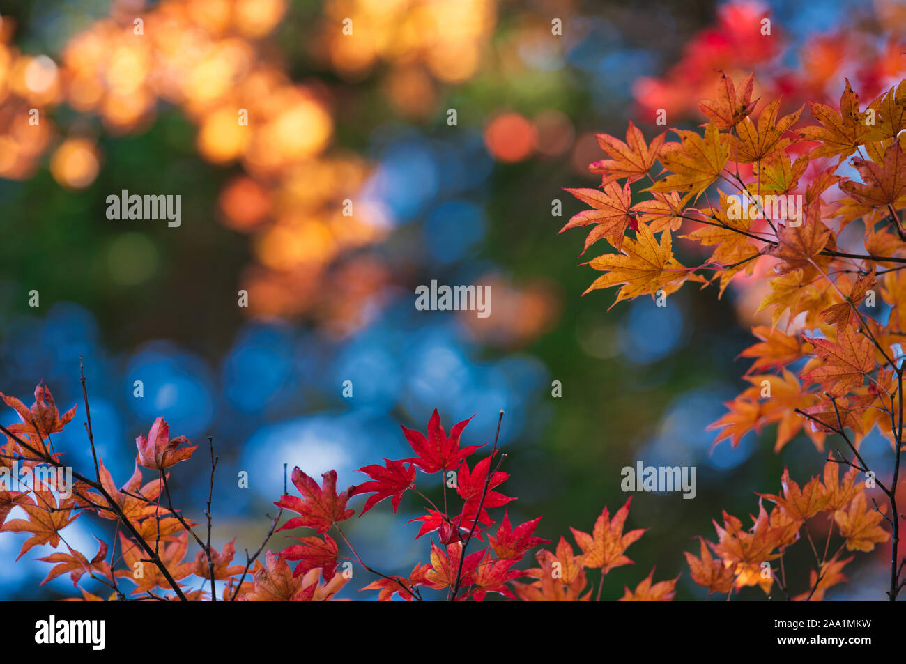Japanese Fall Foliage Stock Photo - Alamy