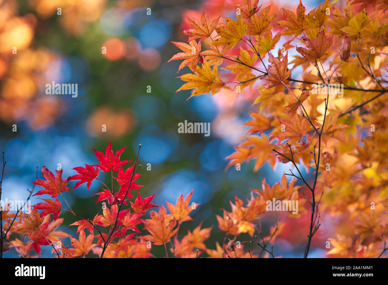 Japanese Fall Foliage Stock Photo - Alamy