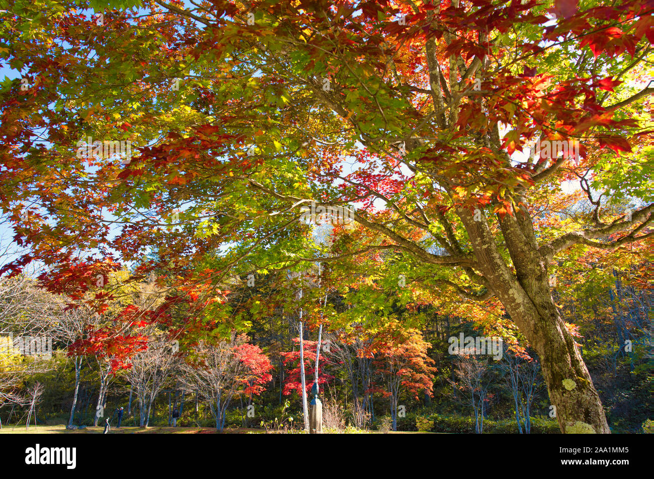 Japanese Fall Foliage Stock Photo - Alamy