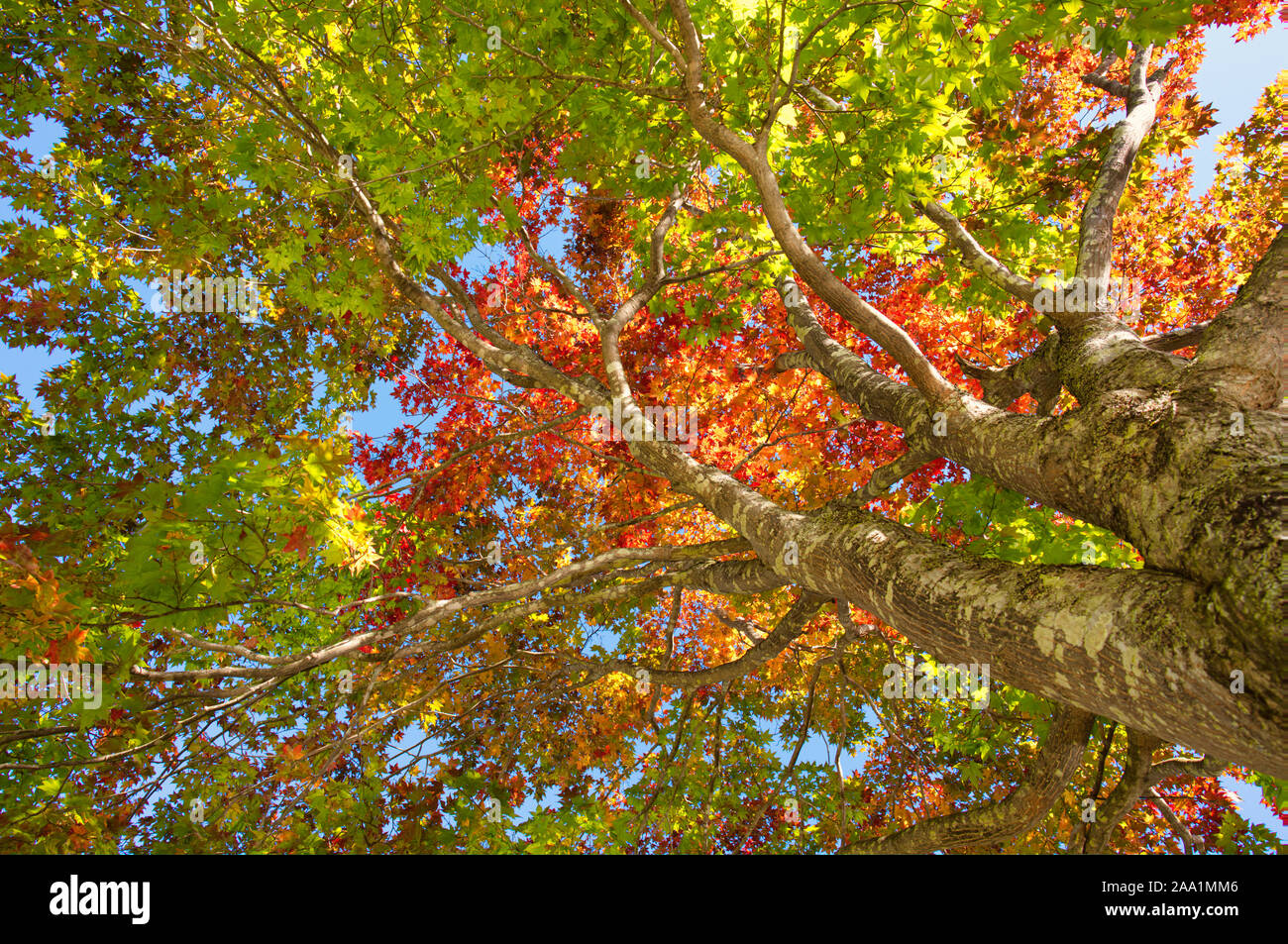 Japanese Fall Foliage Stock Photo - Alamy