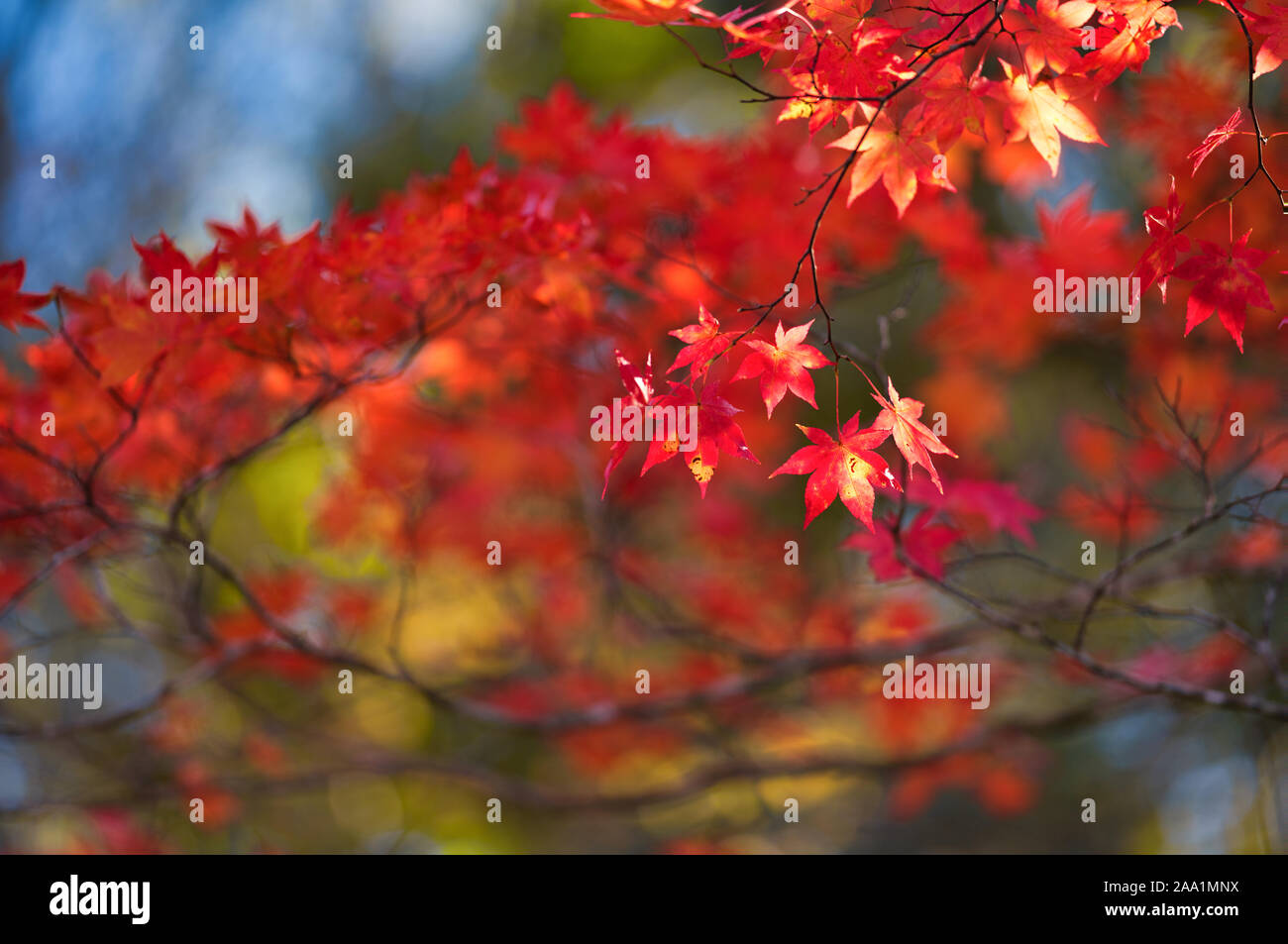 Japanese Fall Foliage Stock Photo - Alamy