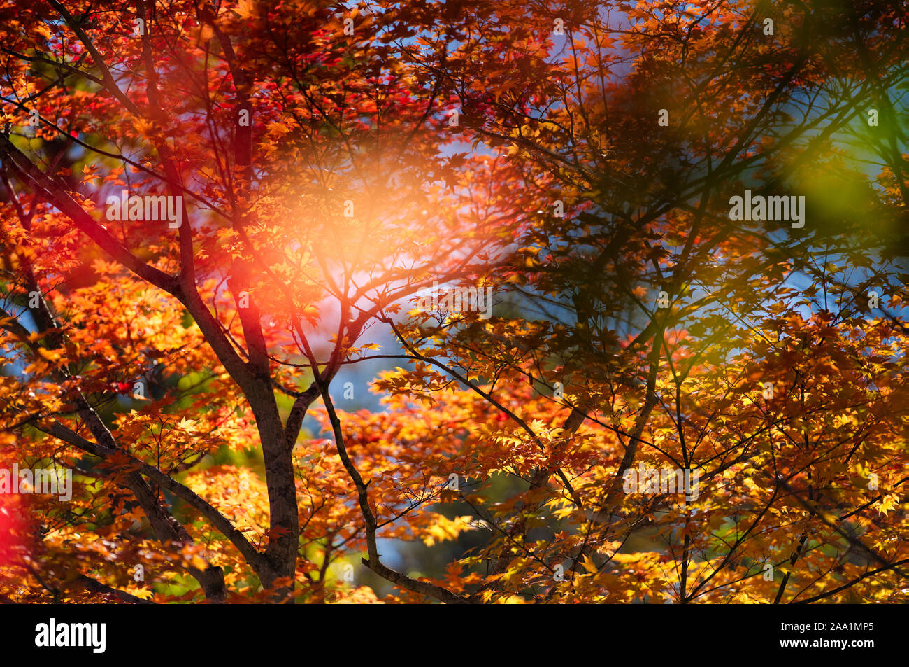 Japanese Fall Foliage Stock Photo - Alamy